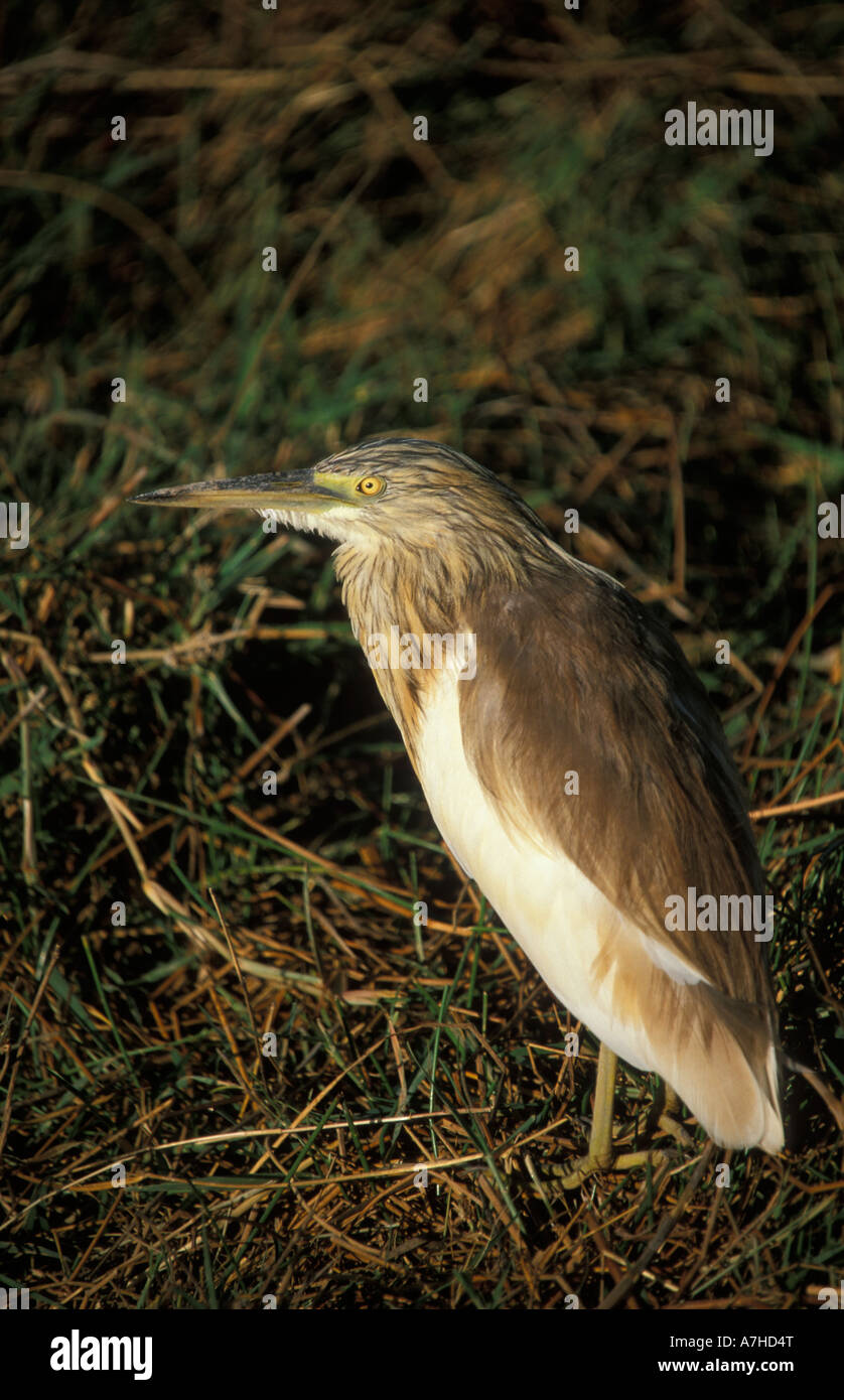 Squacco Heron, Ardeola ralloides, Amboseli National Park, Kenya Stock ...