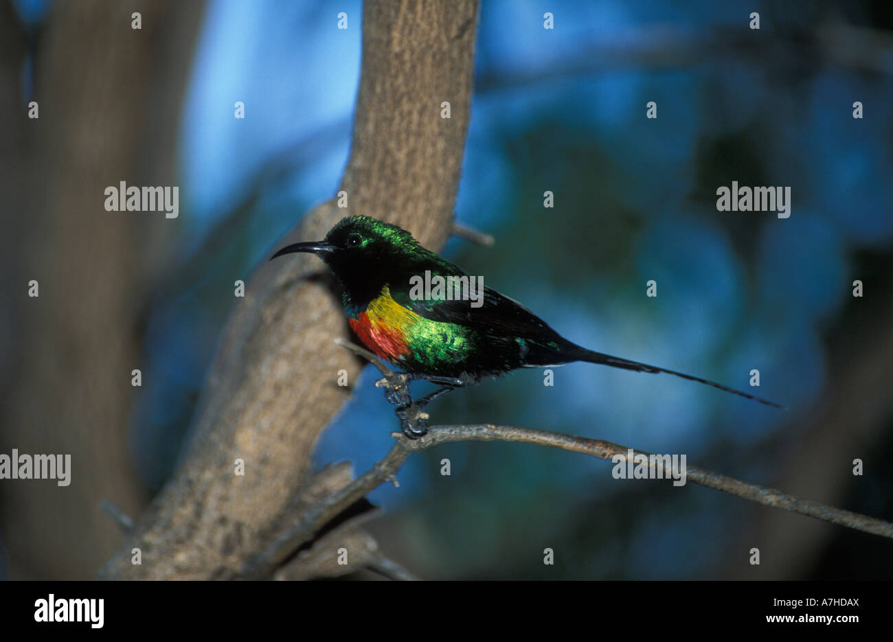 Beautiful sunbird, Cinnyris pulchellus, Lake Baringo, Kenya Stock Photo ...