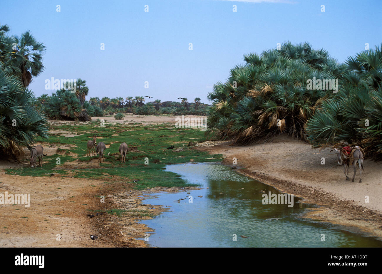 Oasis in the Chalbi desert, Kenya Stock Photo - Alamy