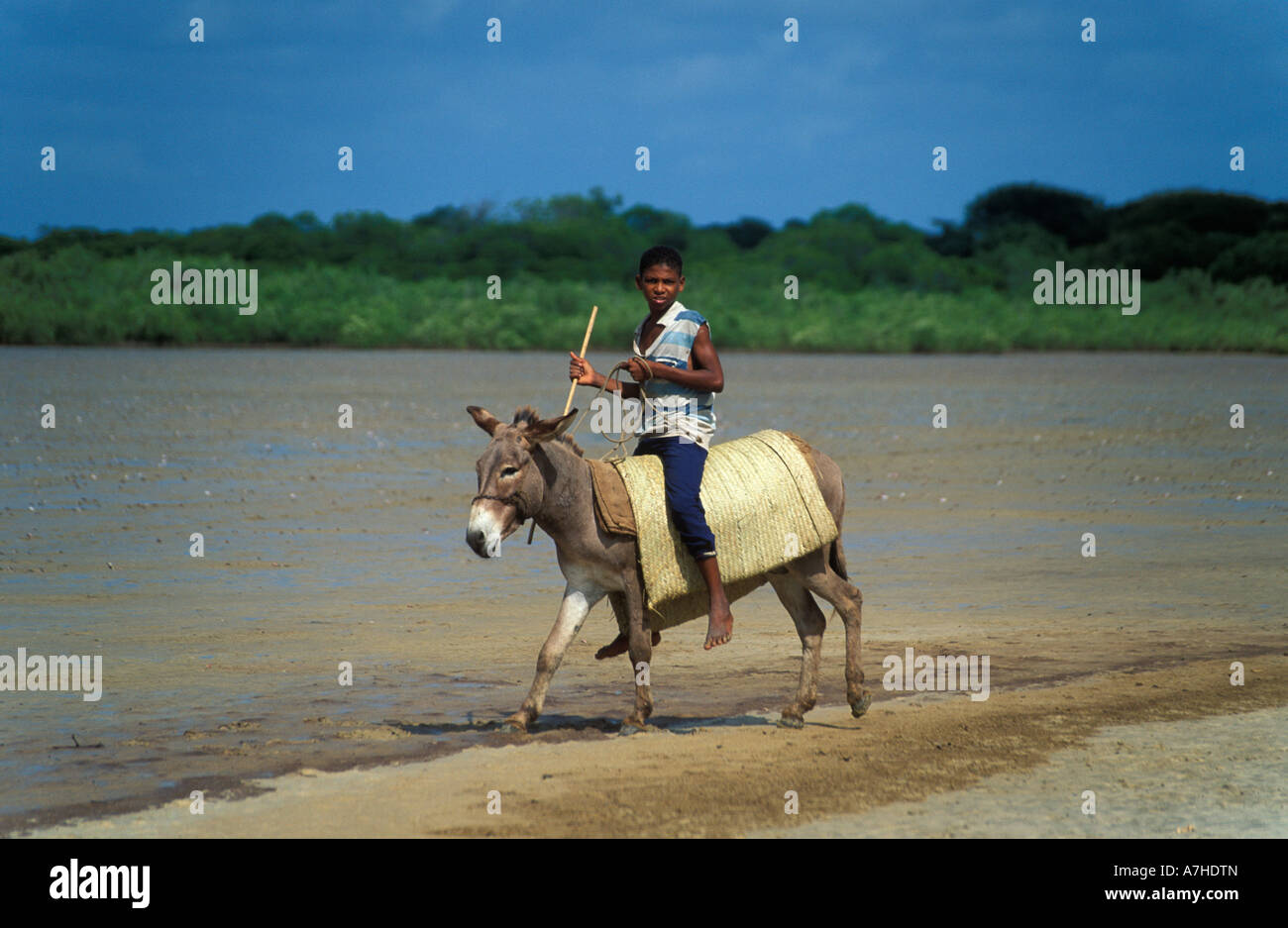 donkeys are the main transport on Pate island, Lamu Archipelago, Kenya ...