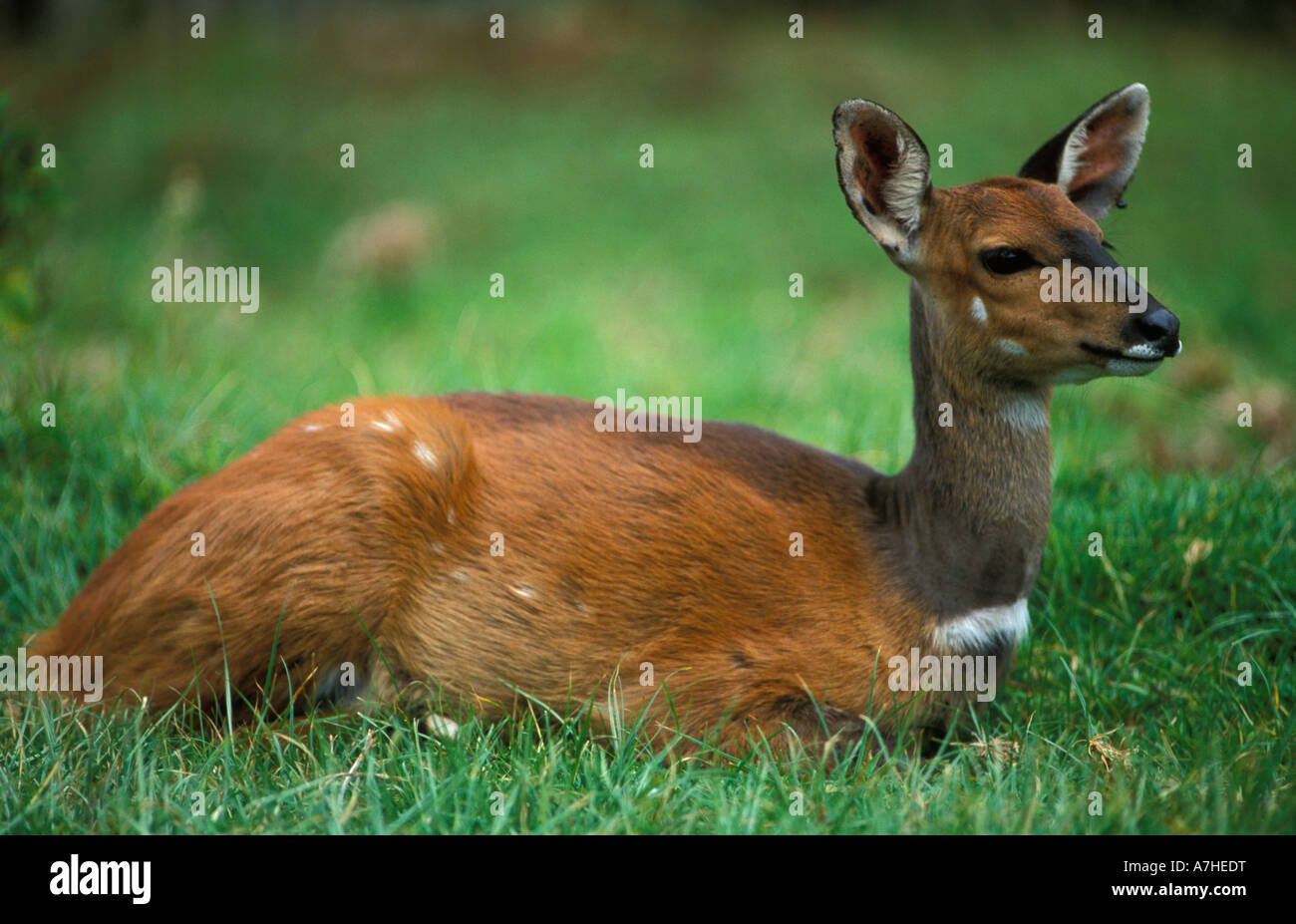 Bushbuck, Tragelaphus scriptus, Mount Kenya National Park, Kenya Stock ...
