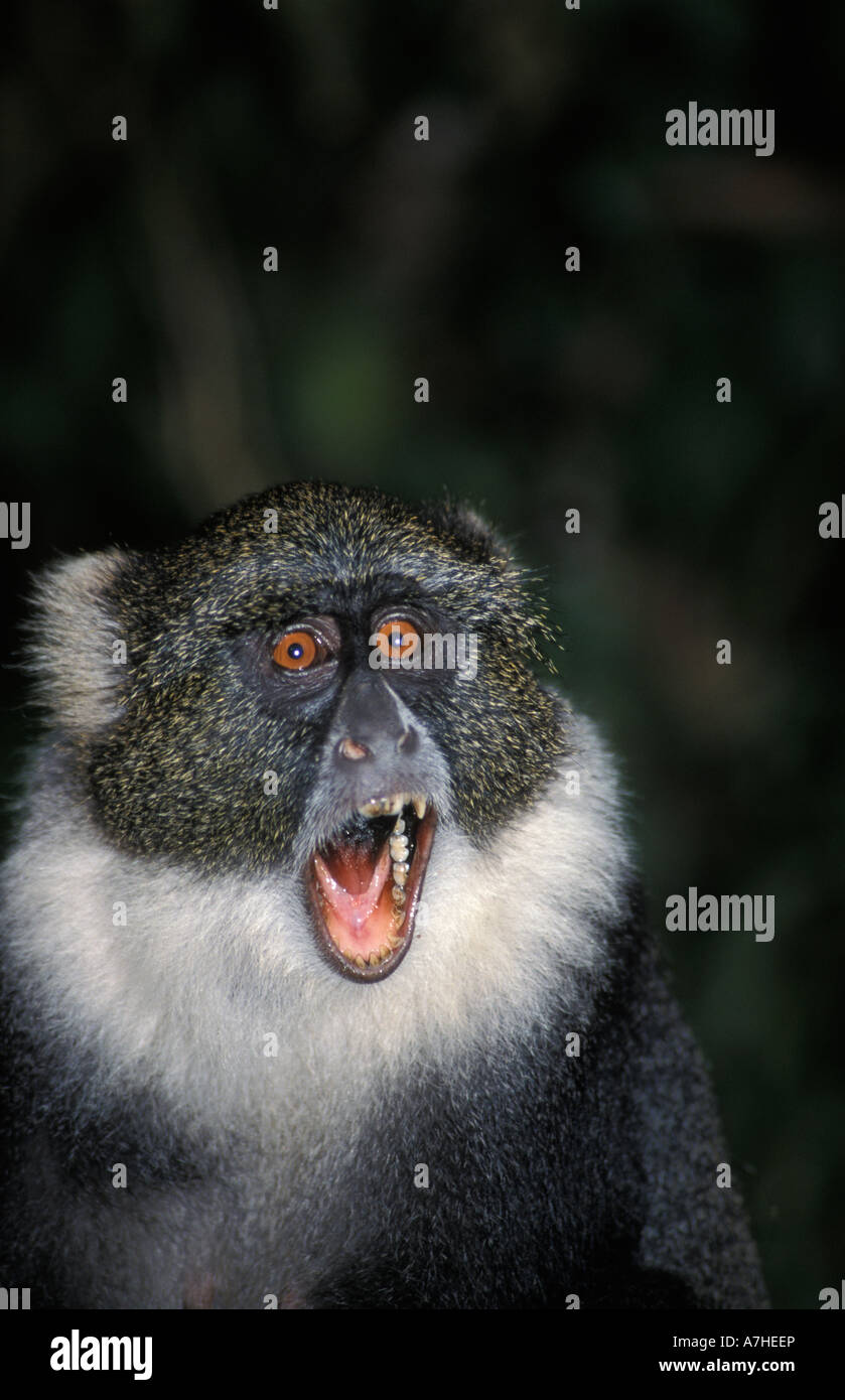 Sykes monkey, Cercopithecus albogularis, Mount Kenya National Park ...