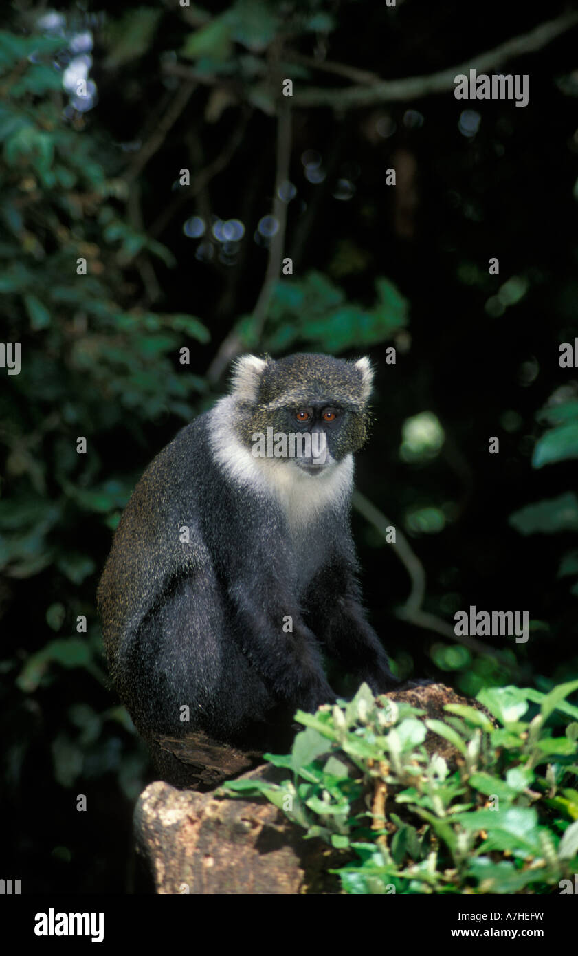 Sykes monkey, Cercopithecus albogularis, Mount Kenya National Park ...