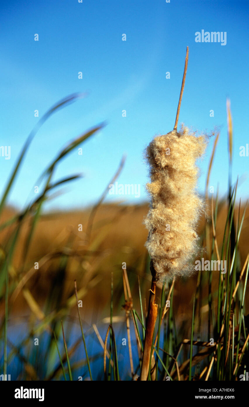 Typha stems hi-res stock photography and images - Alamy