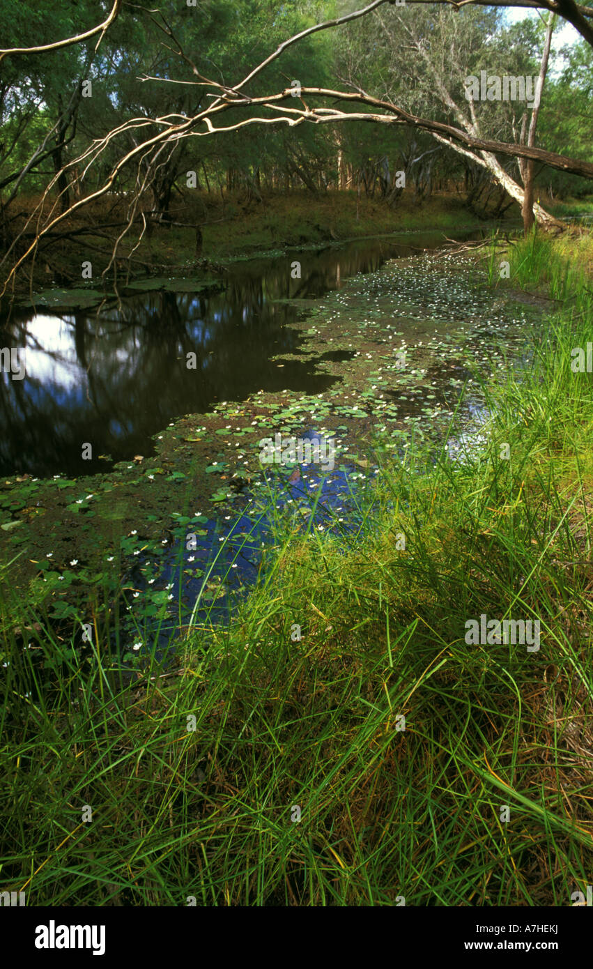 A billabong near the Kennedy River on the Breeza Plains Lakefield ...