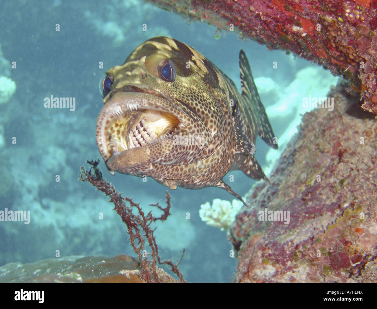 Reef cleaning stations hi-res stock photography and images - Alamy