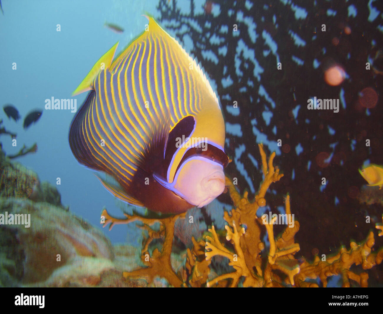 Emperor angelfish Pomacanthus Agincourt Reef Great Barrier Reef Marine ...