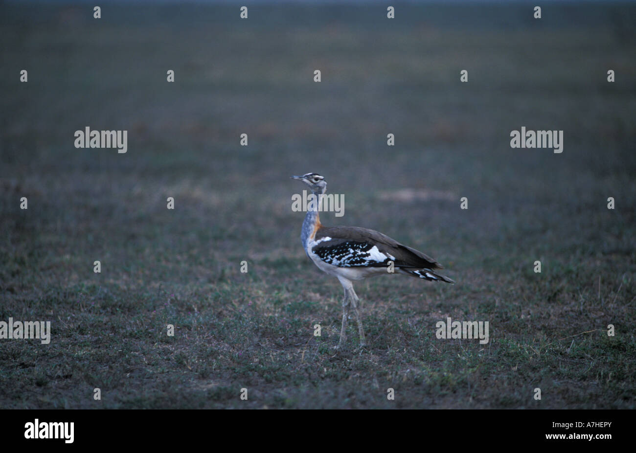 Denham's Bustard, Neotis denhami, Maasai Mara National Reserve, Kenya ...