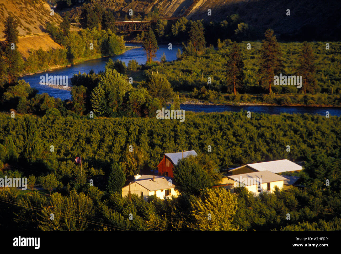 apple trees, apple orchard, apples orchards, Wenatchee River, Route 2 ...