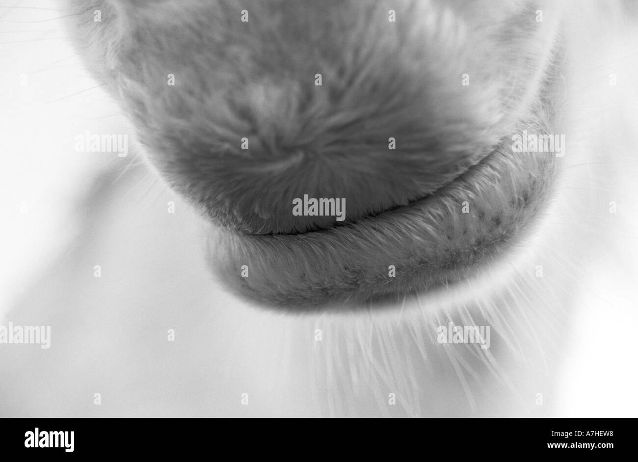 Connemara Pony Muzzle, Connemara, Ireland Stock Photo - Alamy