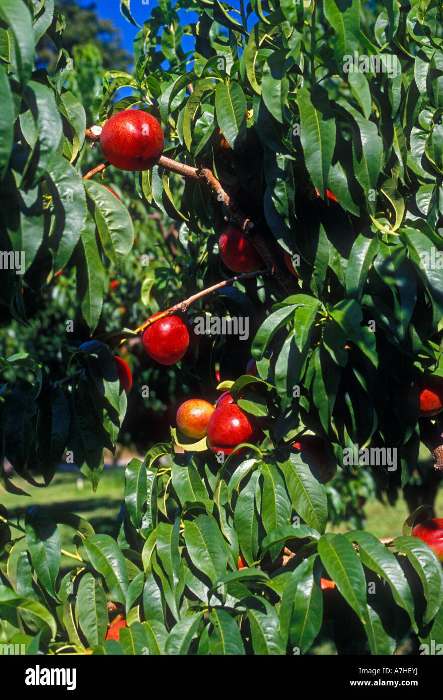 red apples, apples, apple trees, apple orchards, ripening, west of ...