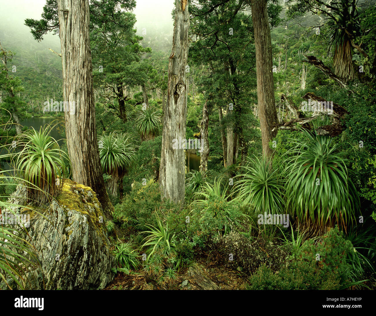Alpine forest at Lake Tahine with Pandani (Richea pandanifolia ...