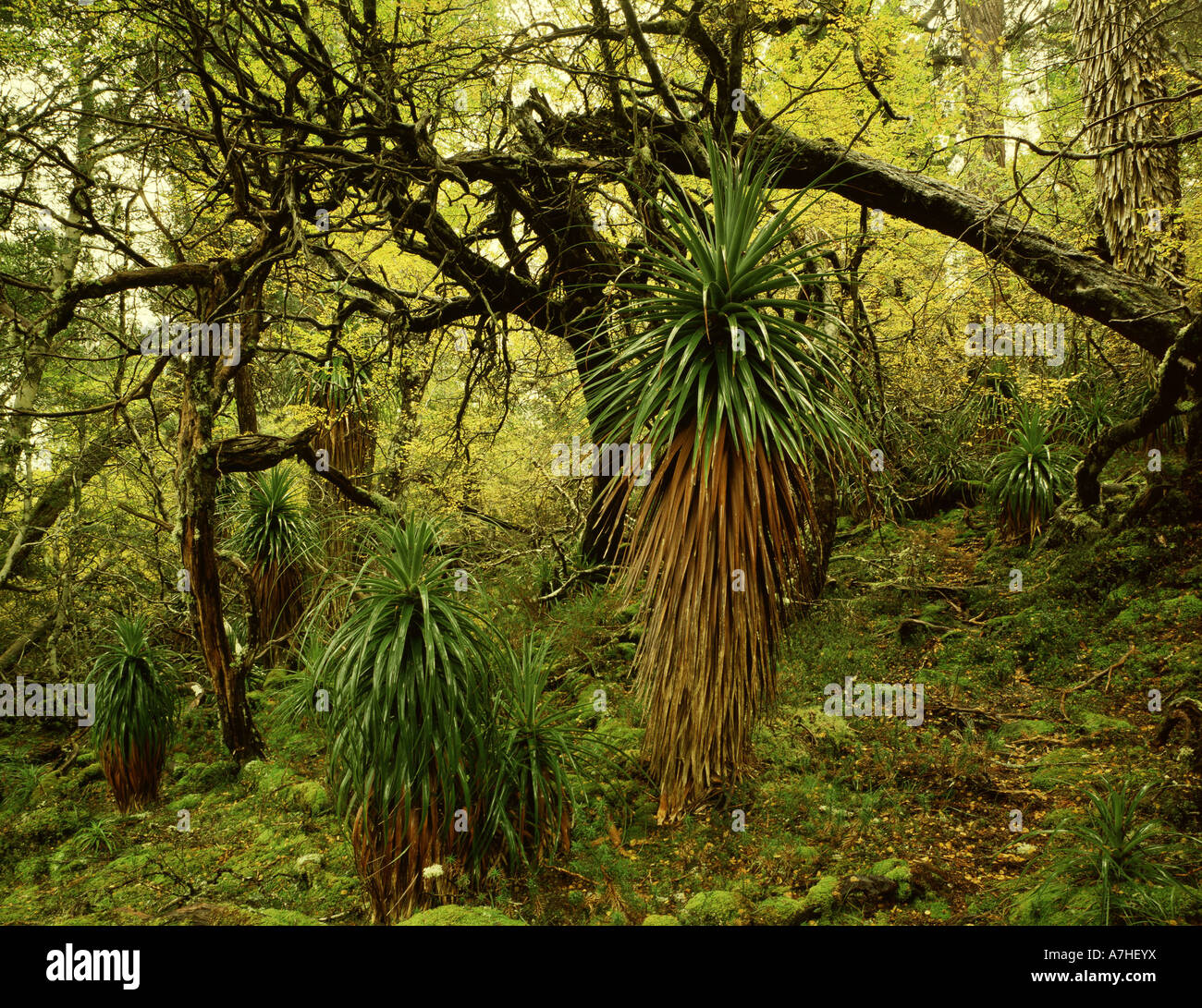 Alpine vegetation tasmania hi-res stock photography and images - Alamy