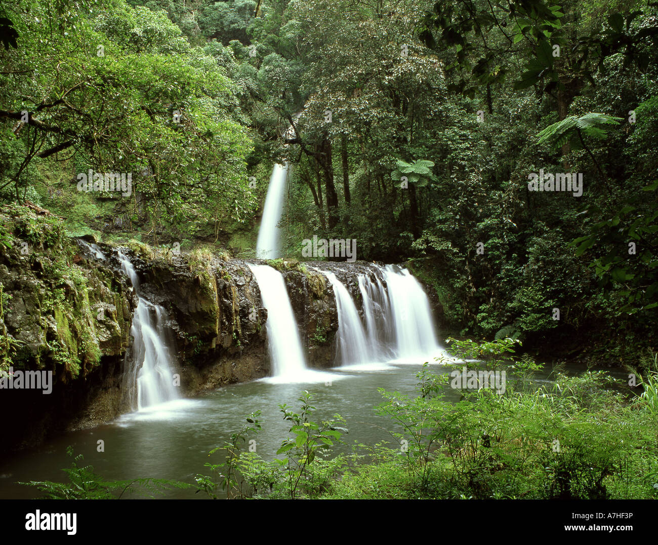 Palmerston section of wooroonooran national park hi-res stock ...