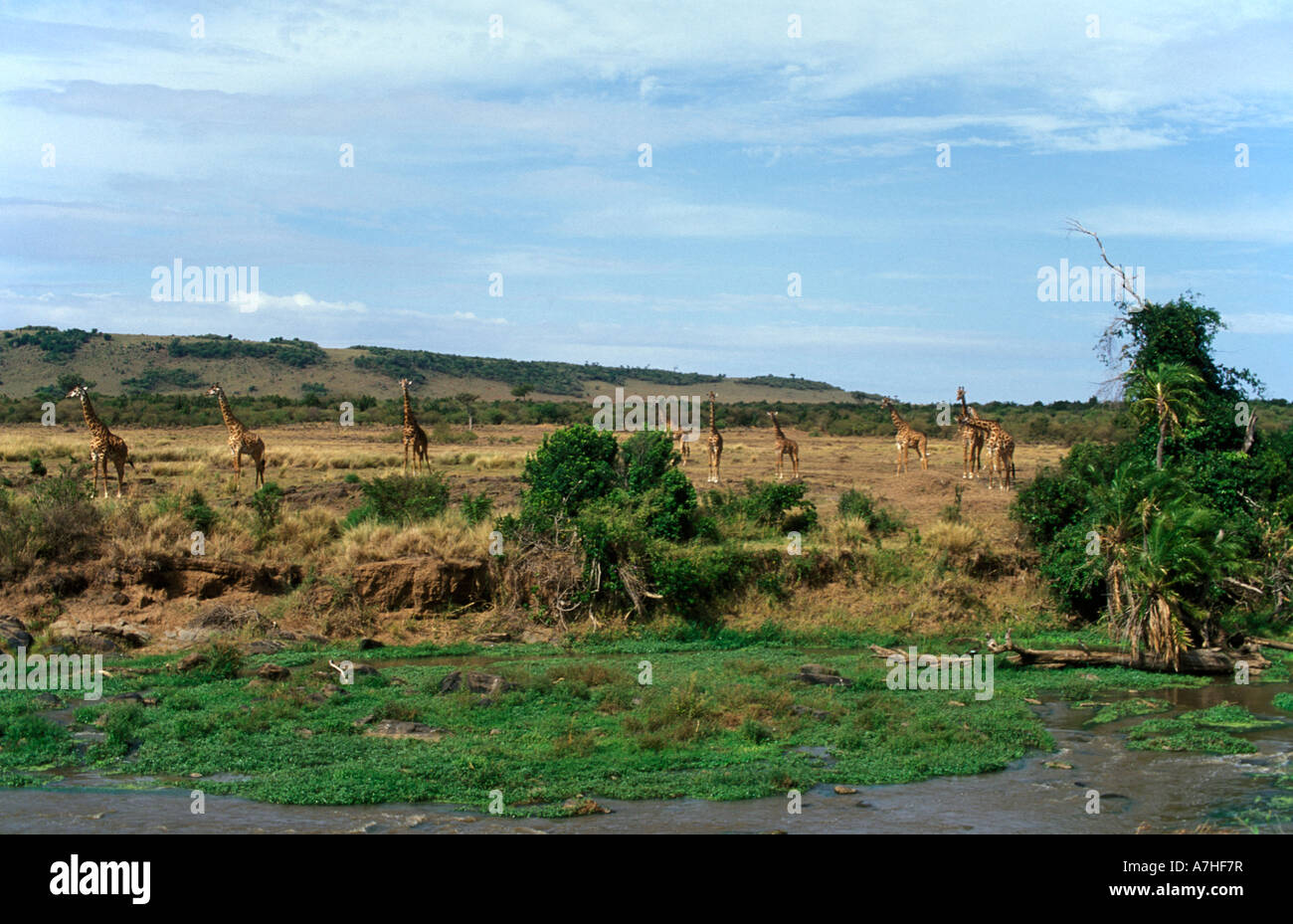 Maasai giraffes on the bank of the Mara river, Giraffa camelopardalis ...