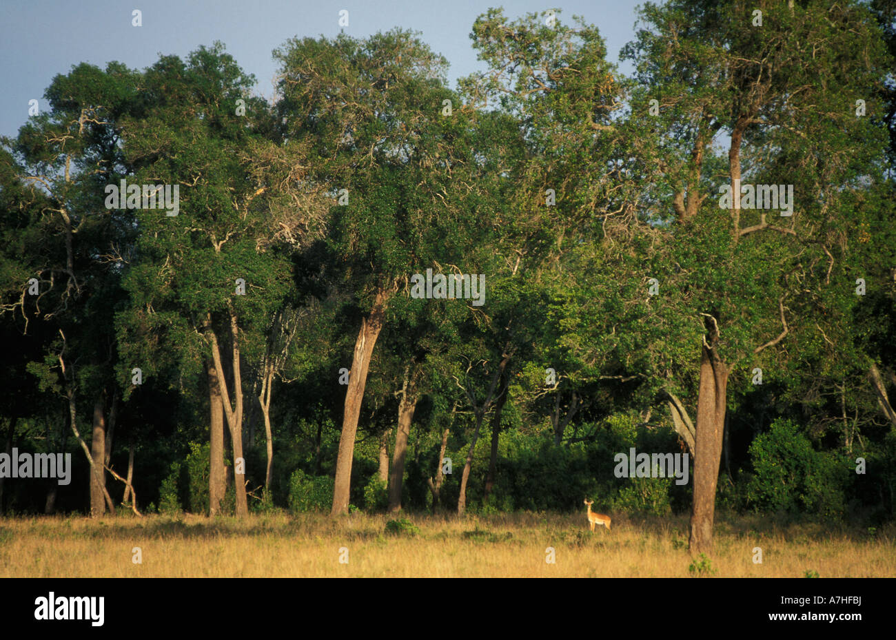 Impala standing on the edge of riverine forest, Aepyceros melampus ...