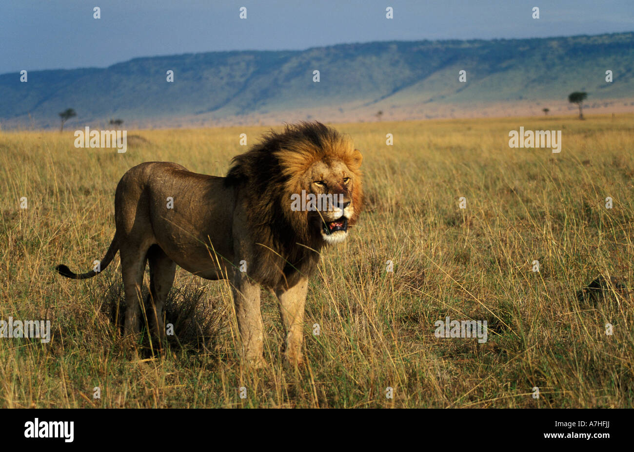 Oloololo escarpment and masai mara hi-res stock photography and images ...