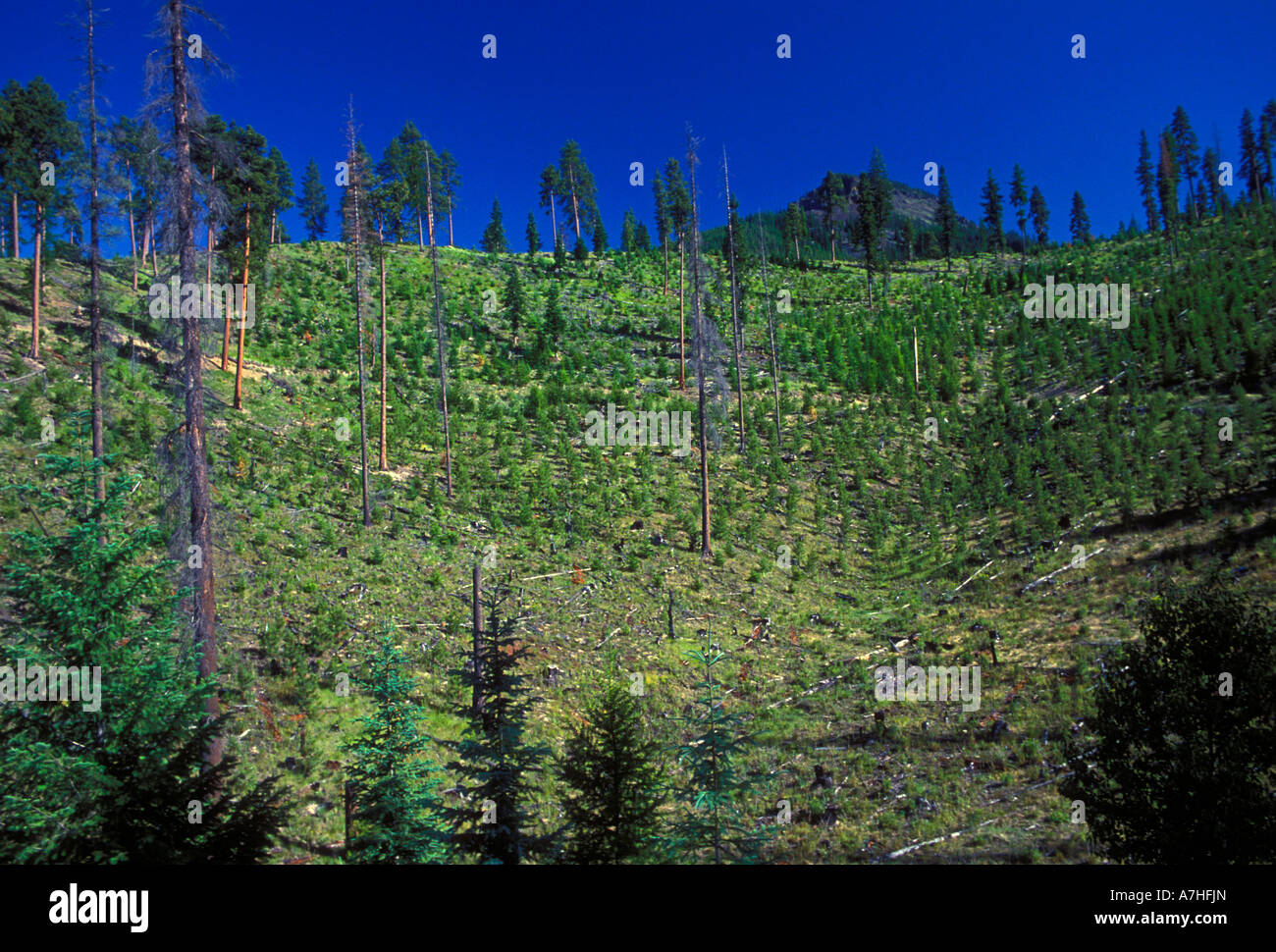 Clear Cutting Before And After