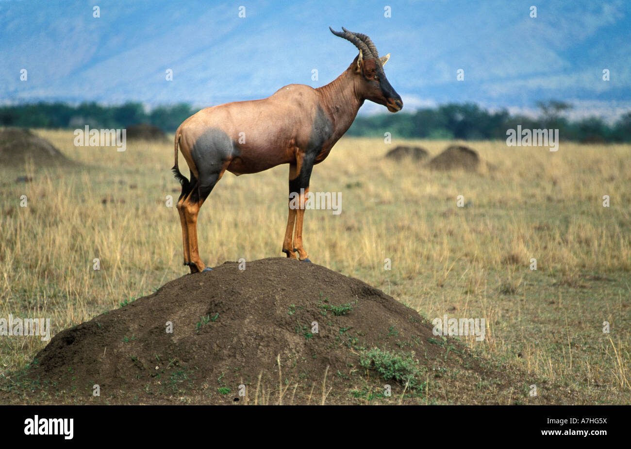 Topi, Damaliscus lunatus jimela, looking over the grassland plains from ...