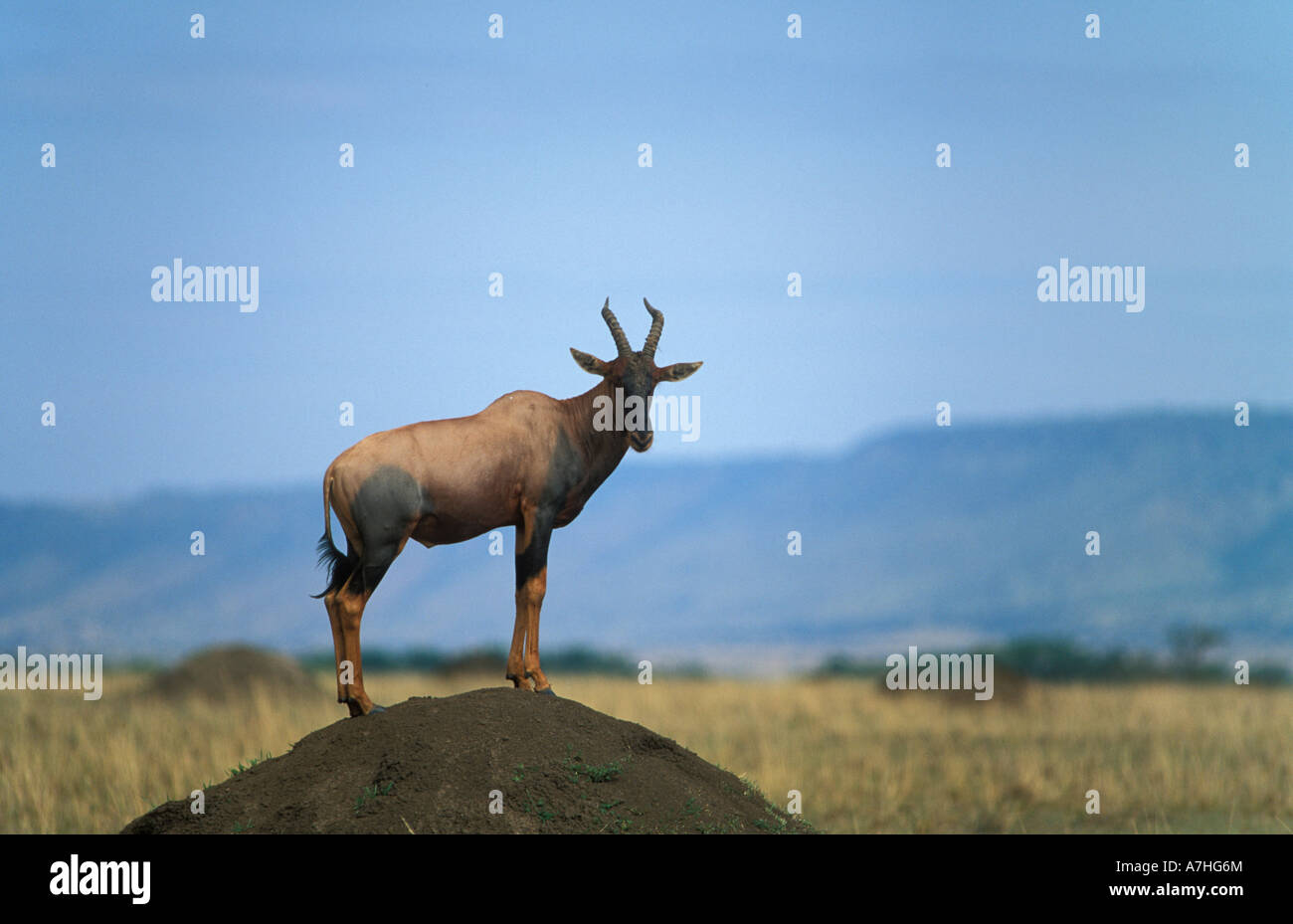 Topi, Damaliscus lunatus jimela, looking over the grassland plains from ...