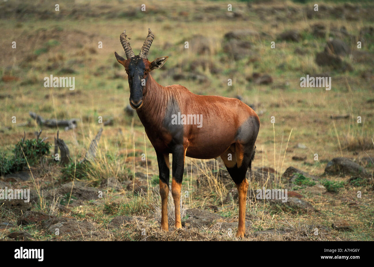 Topi, Damaliscus lunatus jimela, Maasai Mara National Reserve, Kenya ...