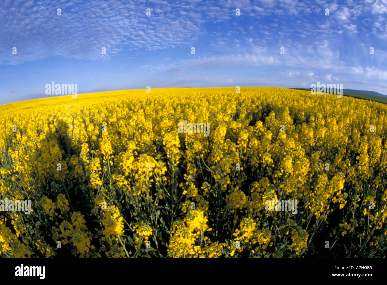 Agricultural cropland and canola hi-res stock photography and images ...