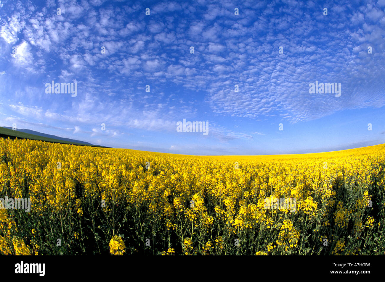 Agricultural cropland and canola hi-res stock photography and images ...
