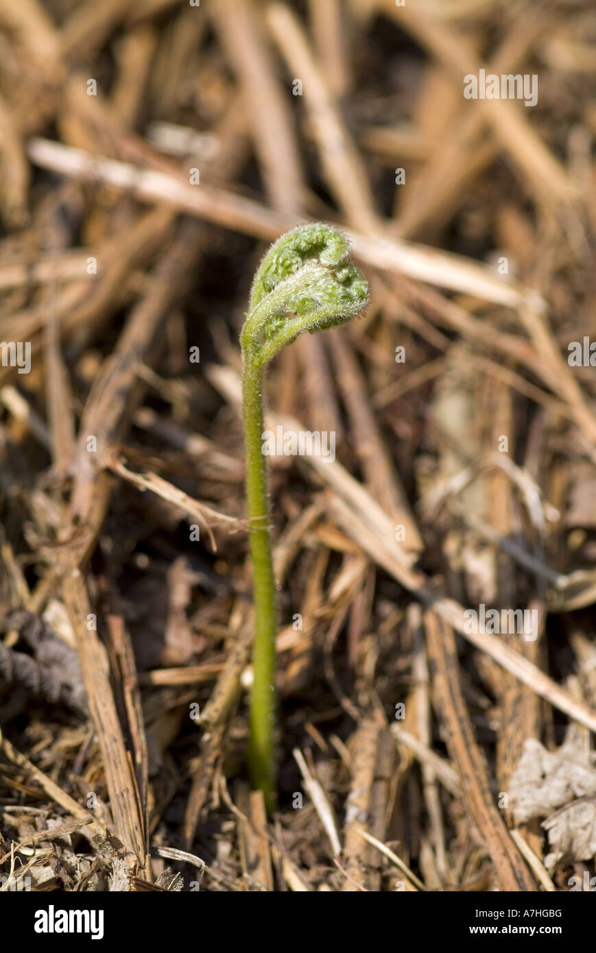 young fern just emerging Stock Photo - Alamy