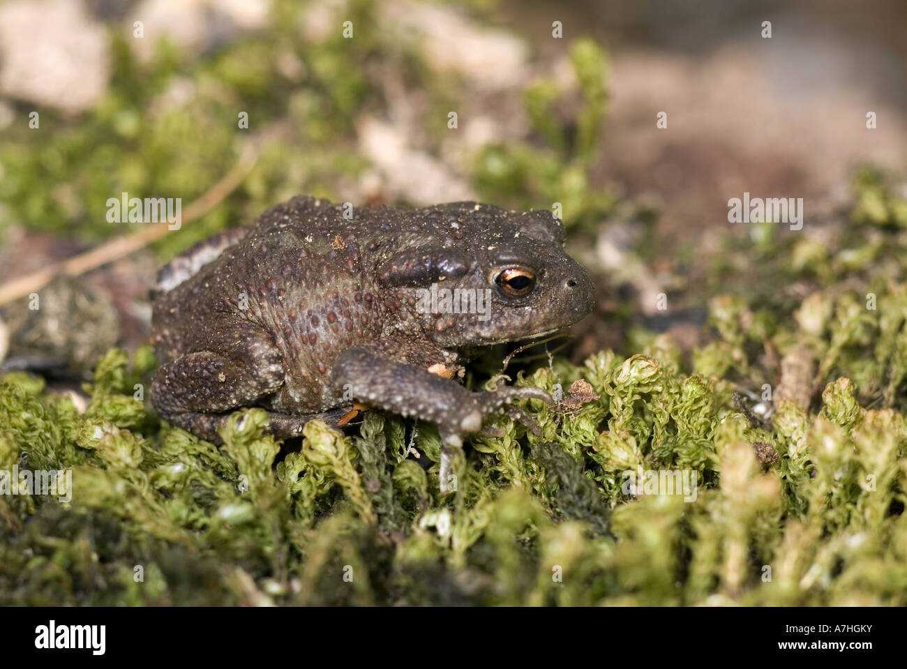 Common Toad Bufo Bufo Stock Photo - Alamy
