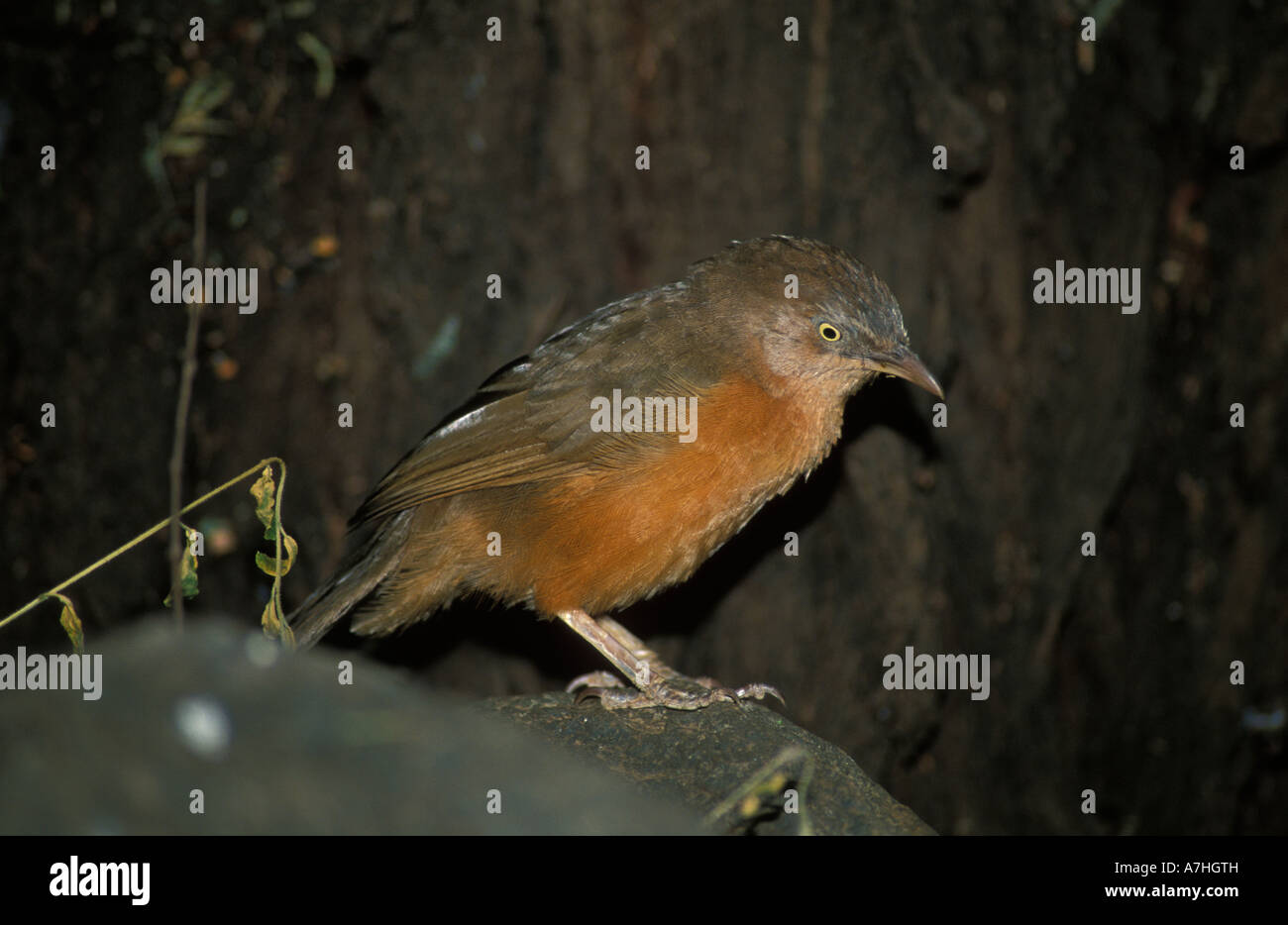 Rufous chatterer, Turdoides rubiginosa, Samburu National Reserve, Kenya ...