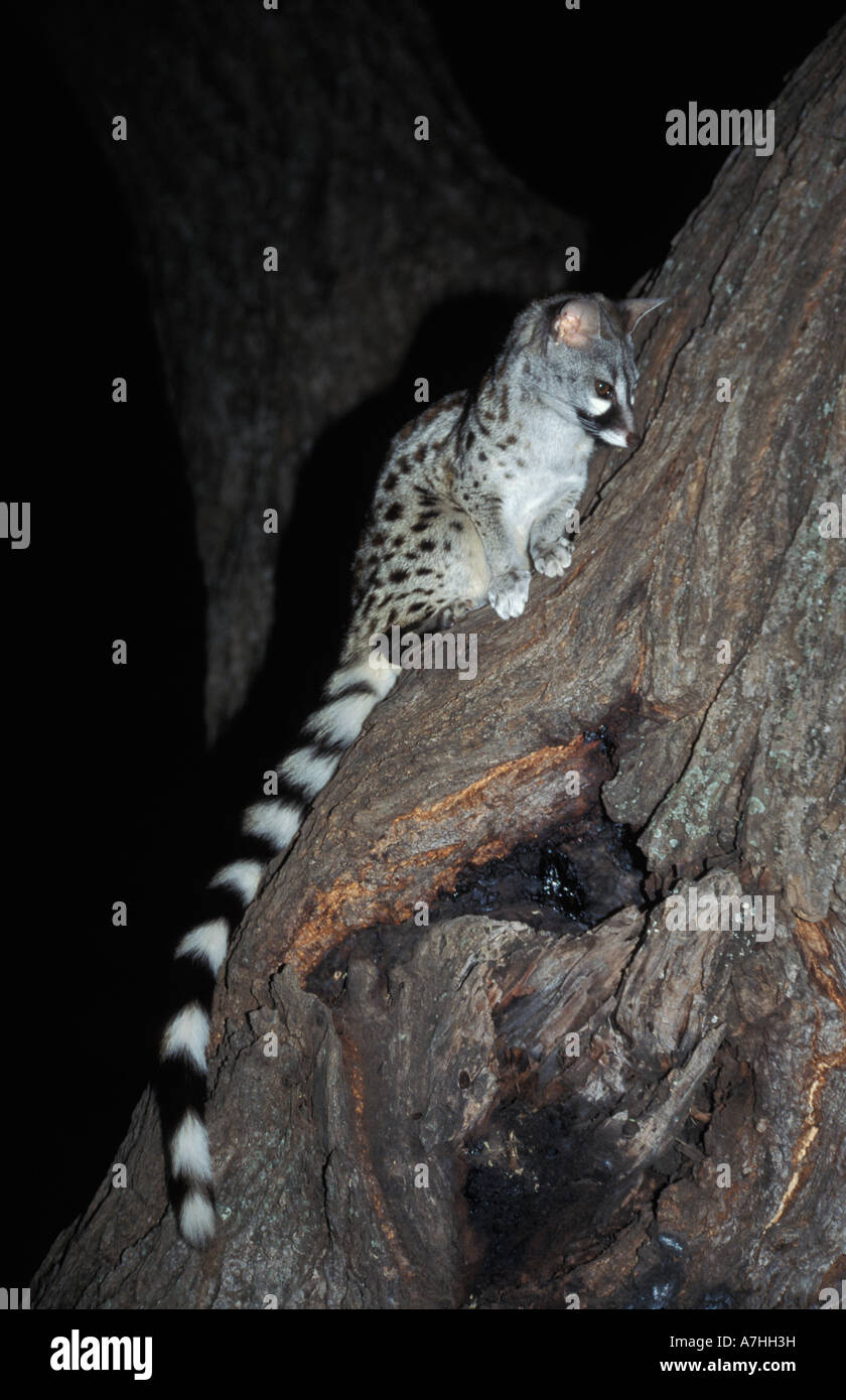 Large spotted genet or common genet, Genetta tigrina, Samburu National ...