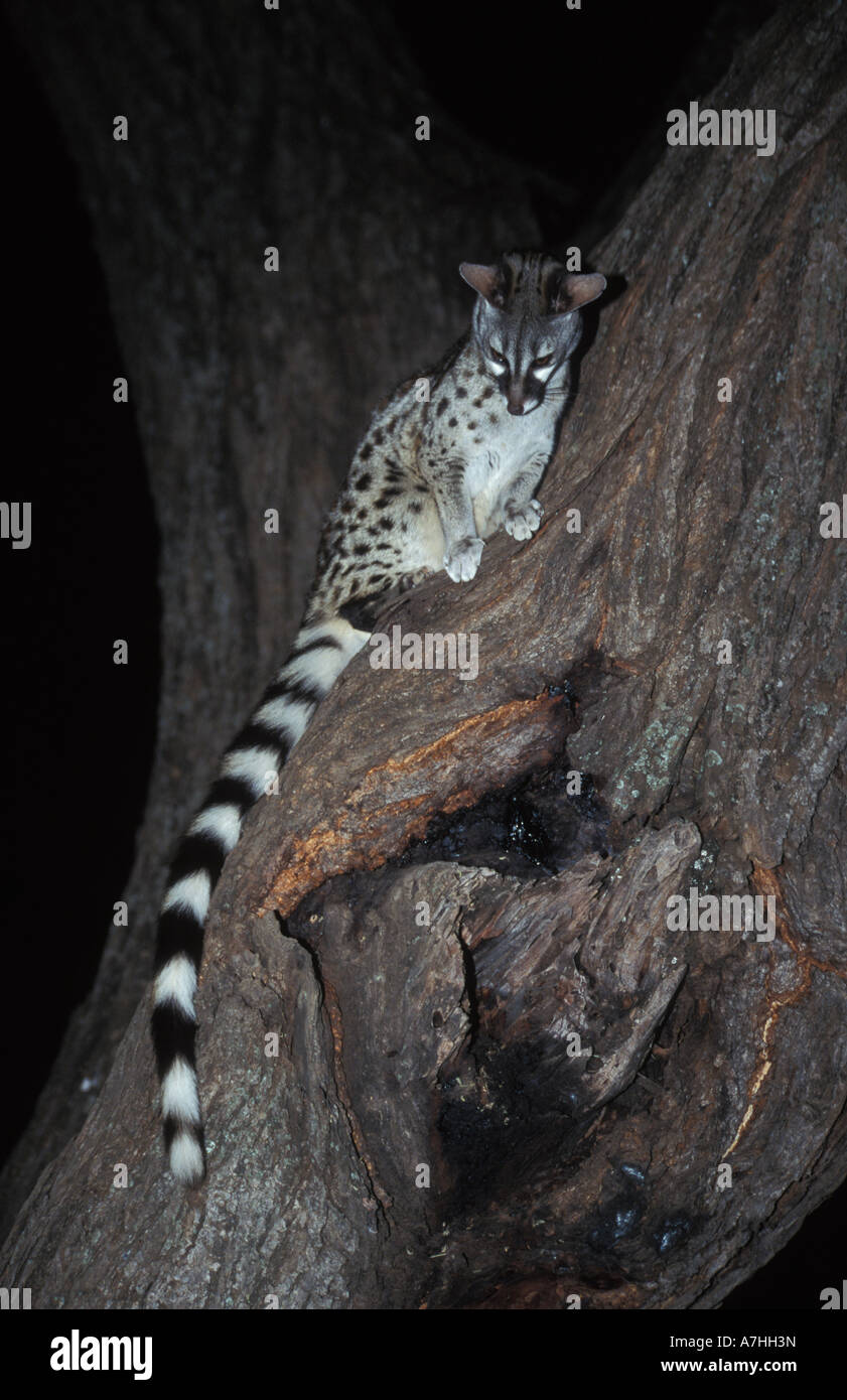 Large spotted genet or common genet, Genetta tigrina, Samburu National ...