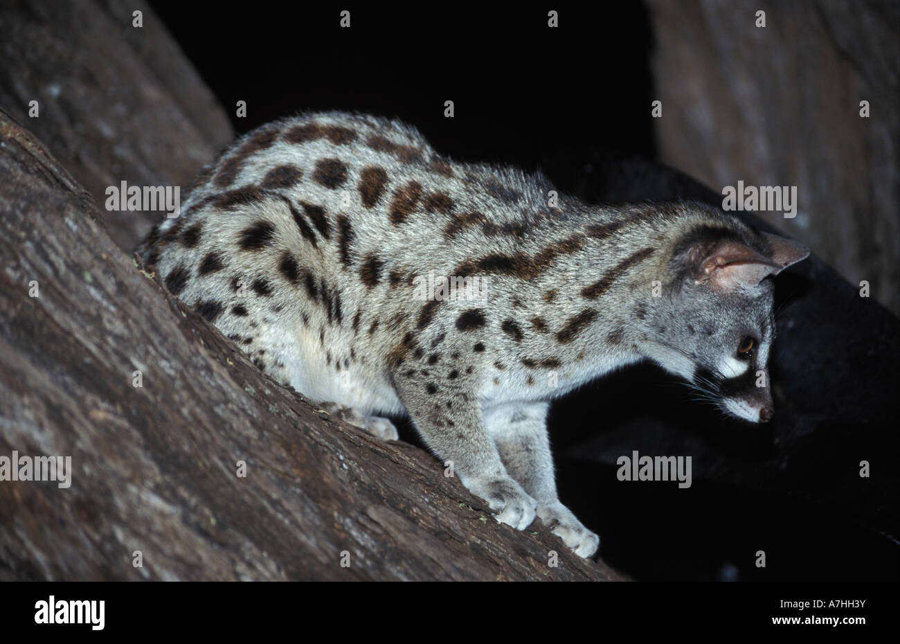 Large spotted genet or common genet, Genetta tigrina Samburu National ...
