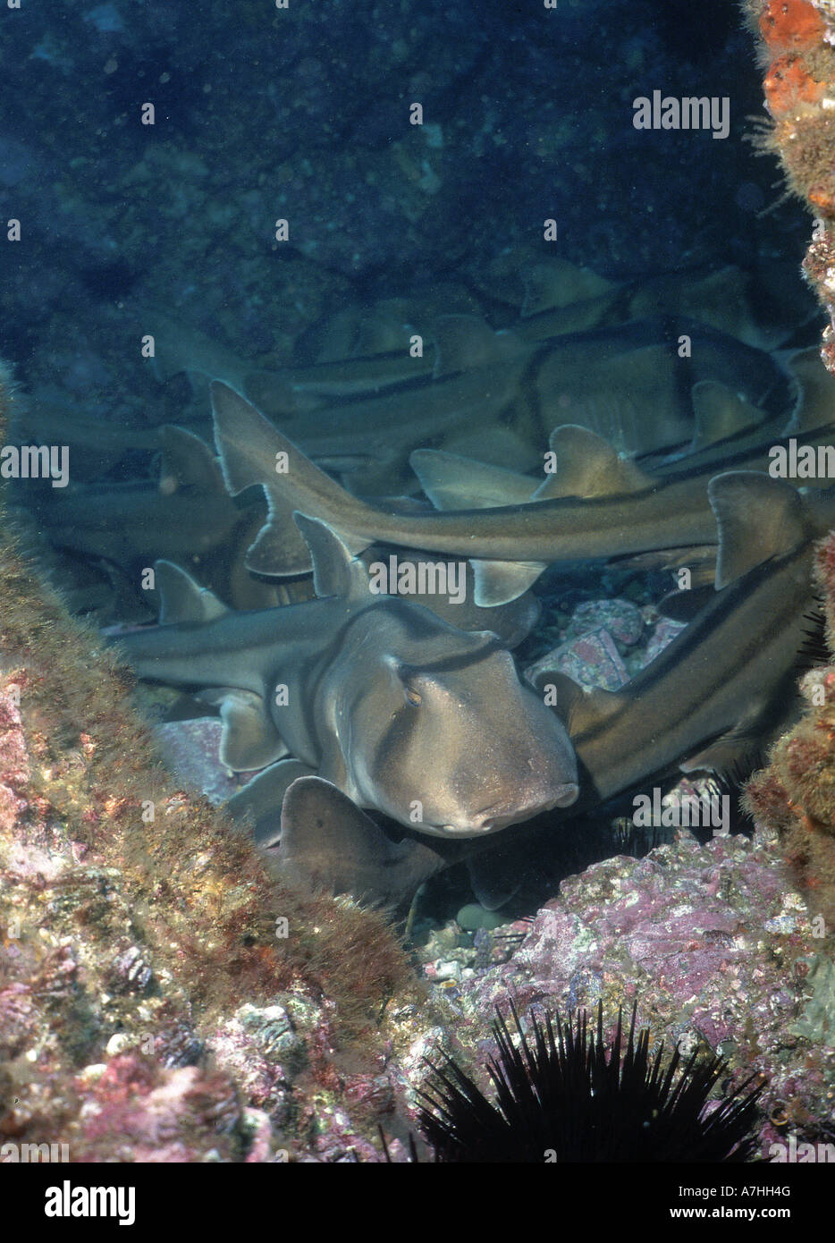 Port Jackson sharks Heterodontus portusjacksoni group in a cave Forster ...