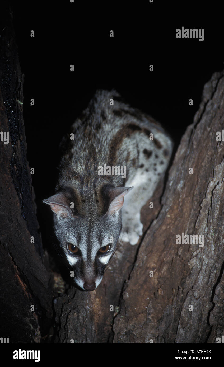 Large spotted genet or common genet, Genetta tigrina, Samburu National ...