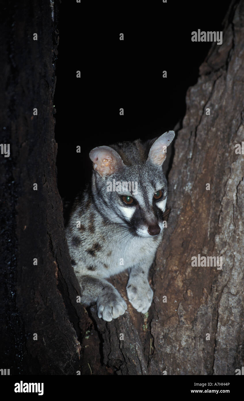 Large spotted genet or common genet, Genetta tigrina, Samburu National ...