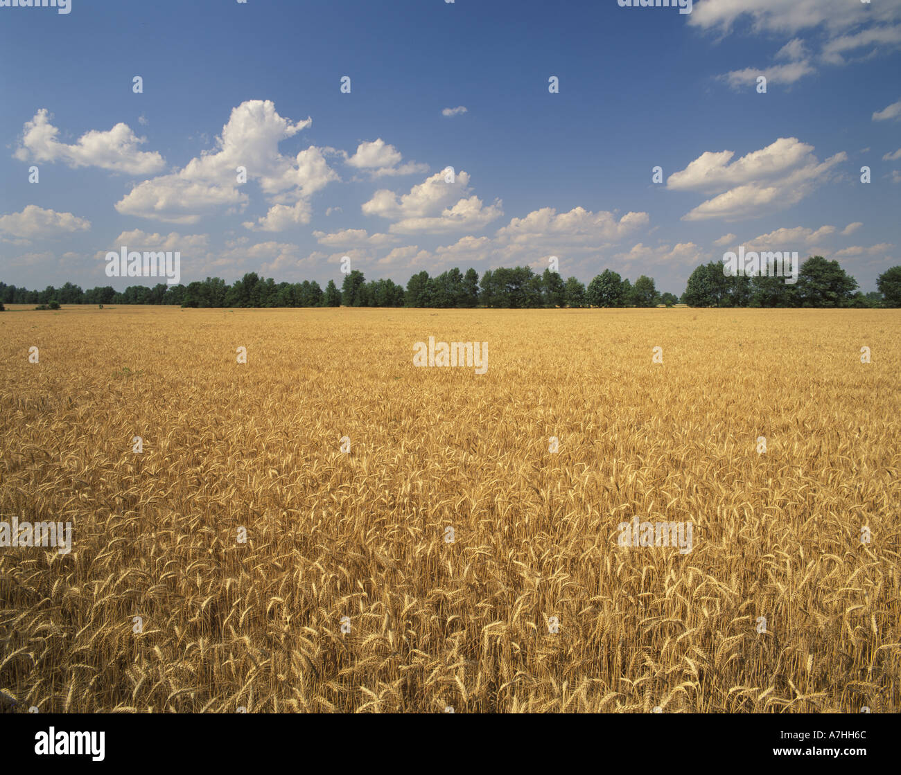 Wheat usa kentucky field hi-res stock photography and images - Alamy
