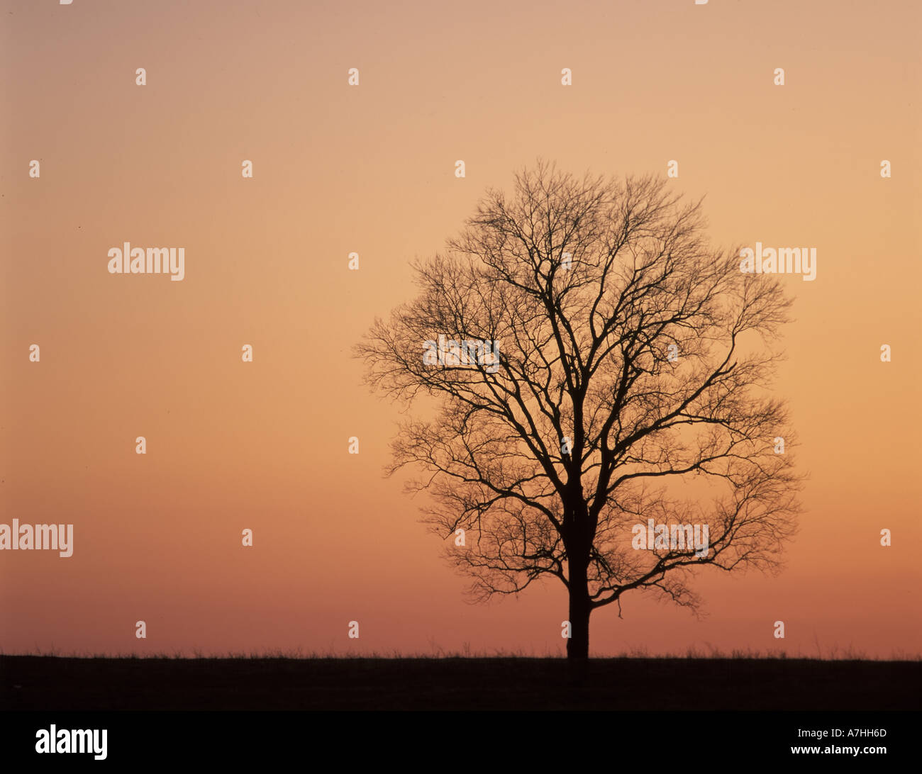 Kentucky silhouette tree hi-res stock photography and images - Alamy