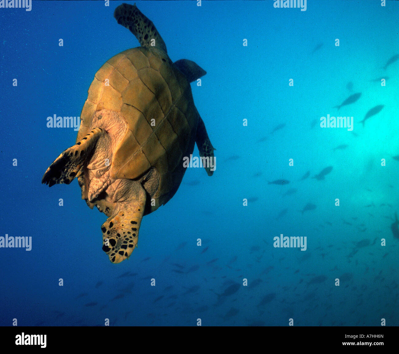 Hawksbill turtle Eretmochelys imbricata underwater off Cape Bowling ...