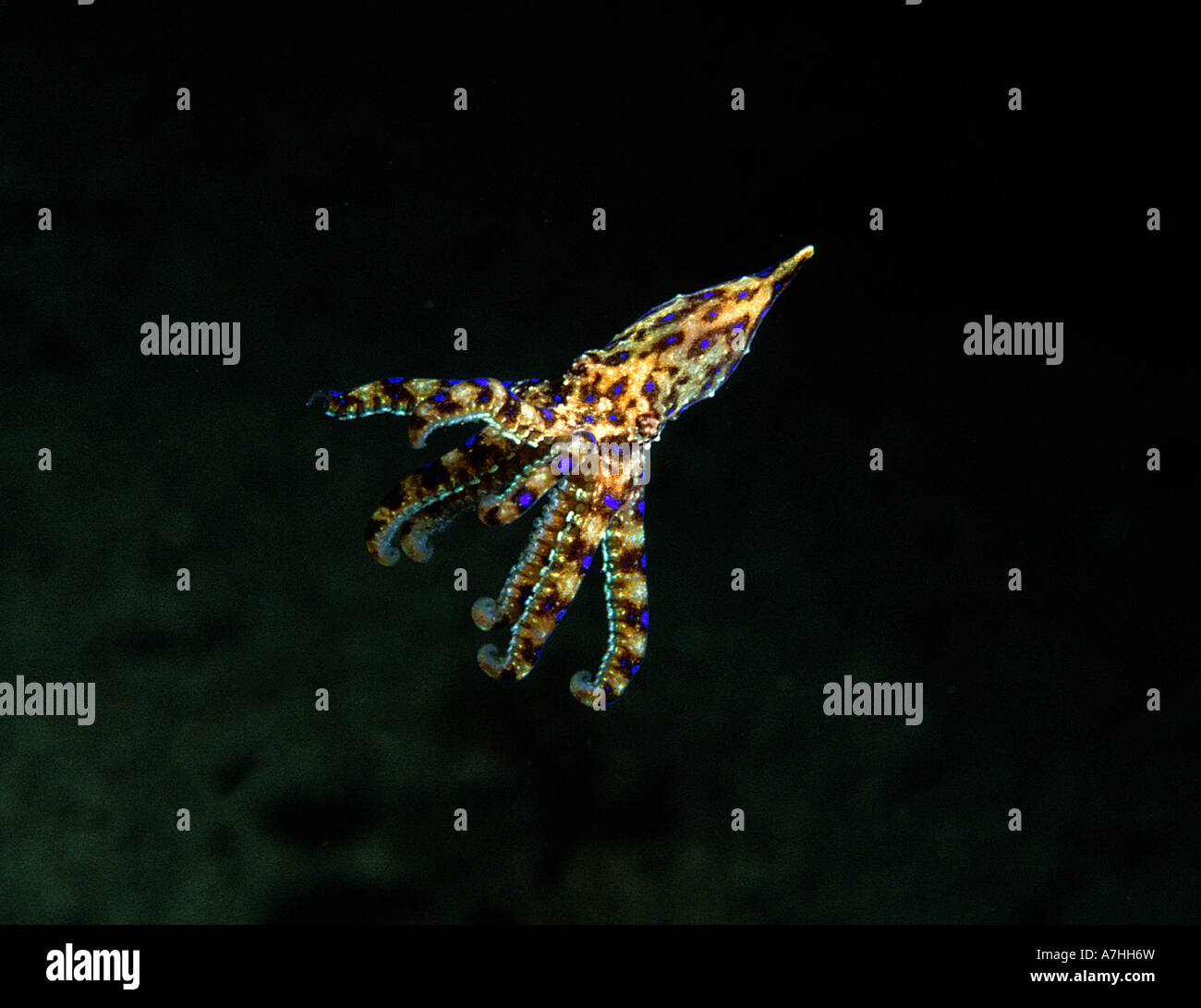 Lesser octopus hi-res stock photography and images - Alamy