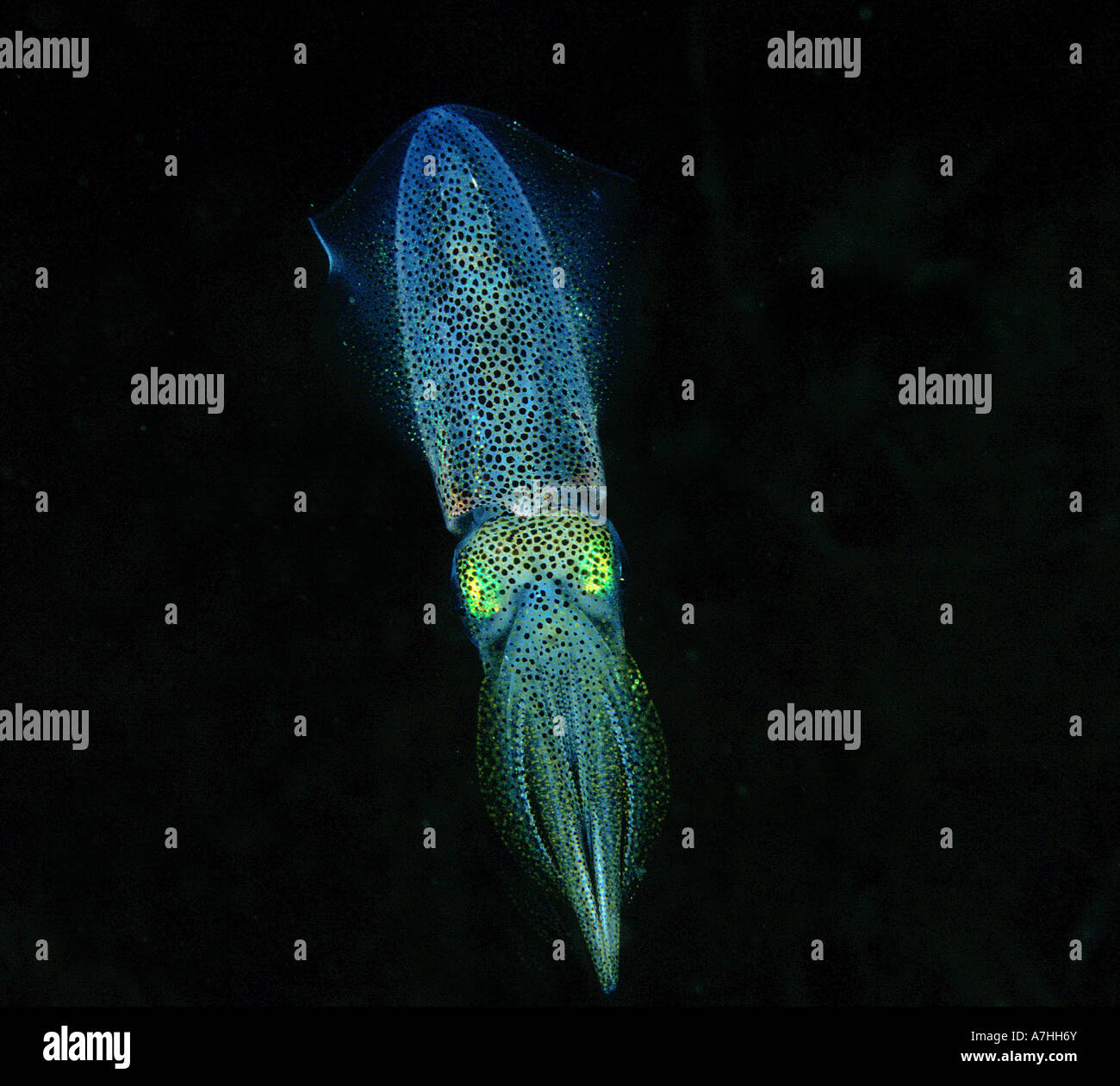 Southern calamary squid Sepioteuthis australis Edithburgh Yorke ...