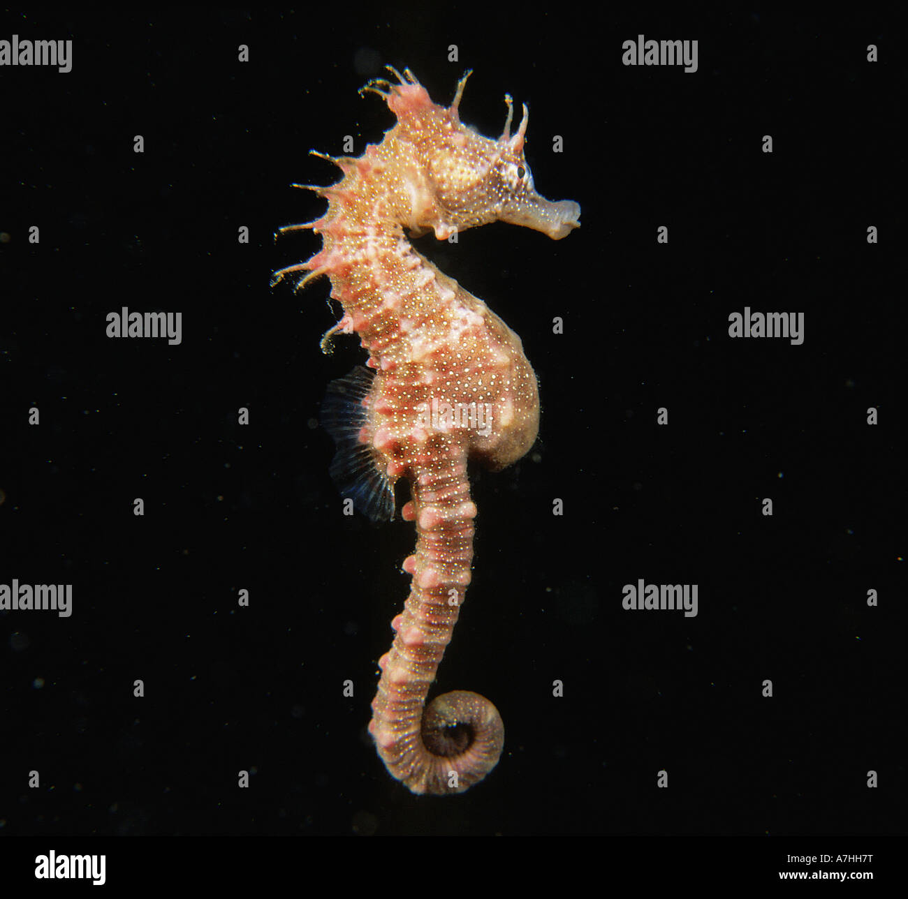 Short head seahorse Hippocampus breviceps Swimming in midwater Wool Bay ...