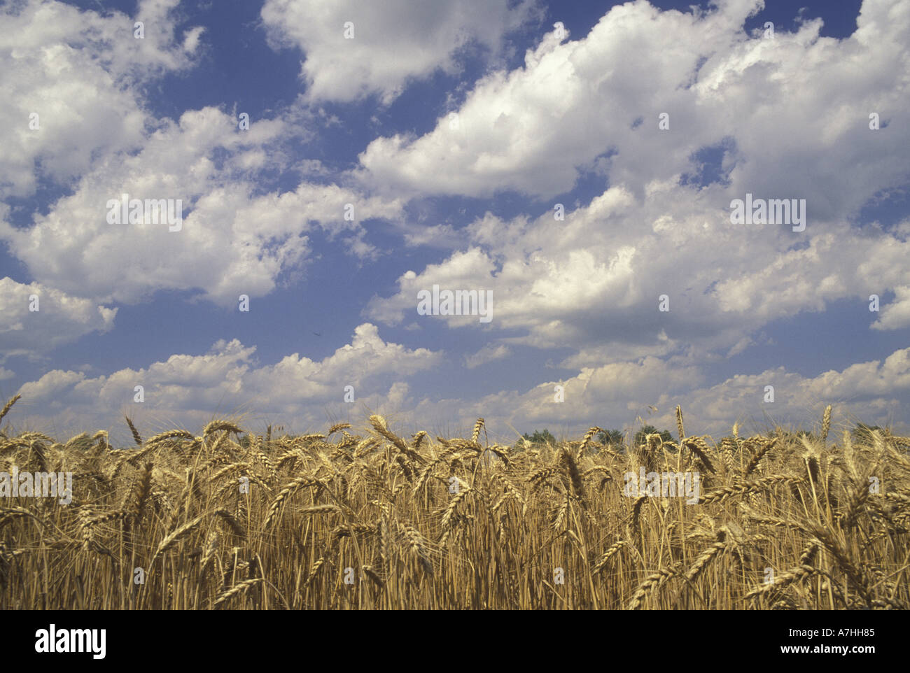 Wheat export america hi-res stock photography and images - Alamy