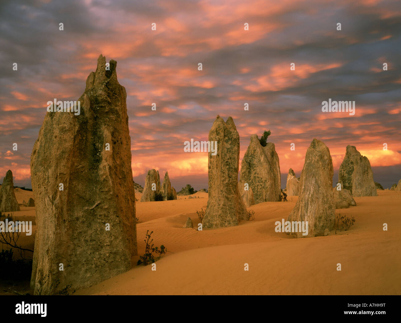Pinnacles Desert at sunset limestone formations Nambung National Park ...