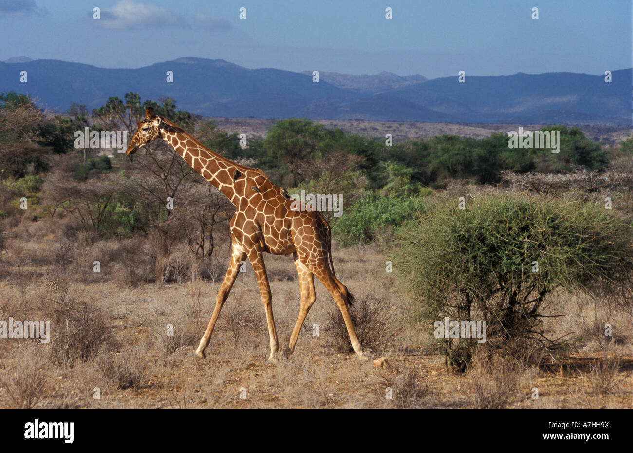 Reticulated giraffe, Giraffa camelopardalis reticulata, Samburu ...