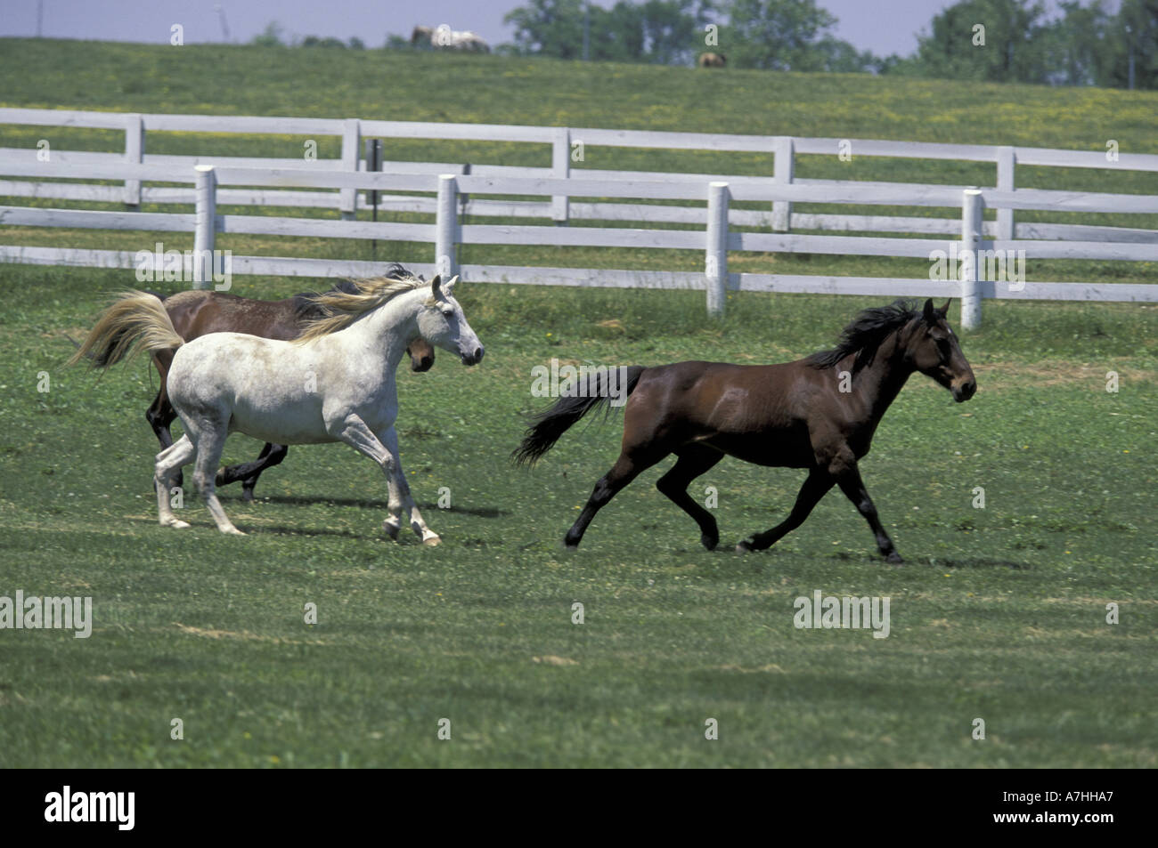 Thoroughbred park lexington hi-res stock photography and images - Alamy