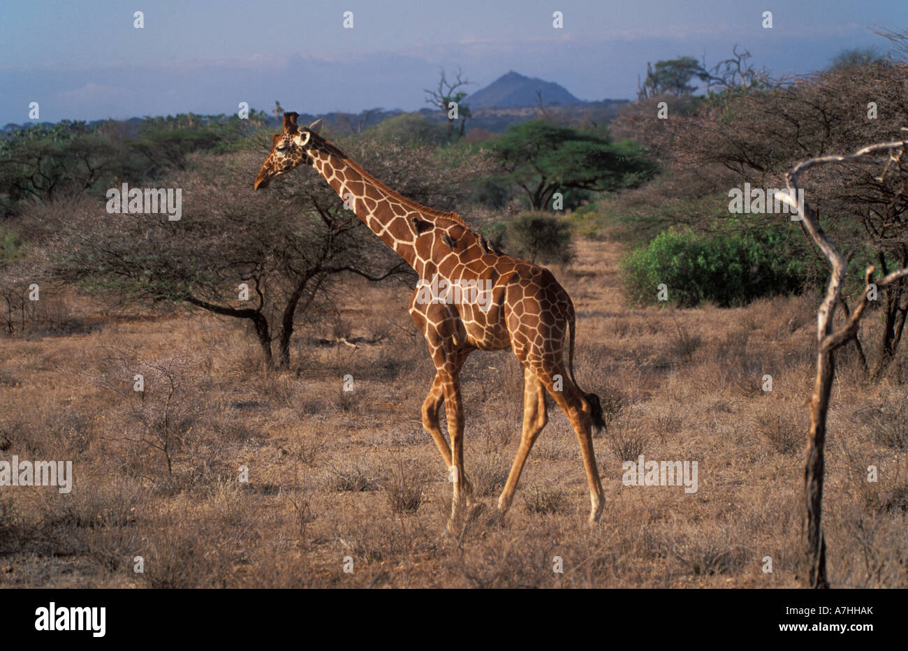 Reticulated giraffe, Giraffa camelopardalis reticulata, Samburu ...
