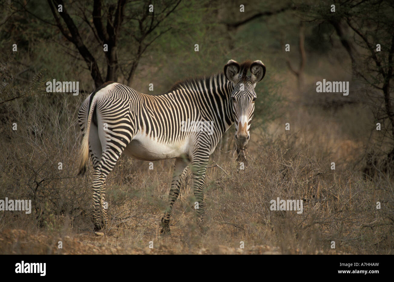 Grevy's zebra, Equus grevyi, Samburu National Reserve, Kenya Stock ...