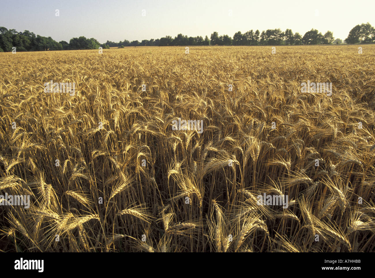 Wheat usa kentucky field hi-res stock photography and images - Alamy