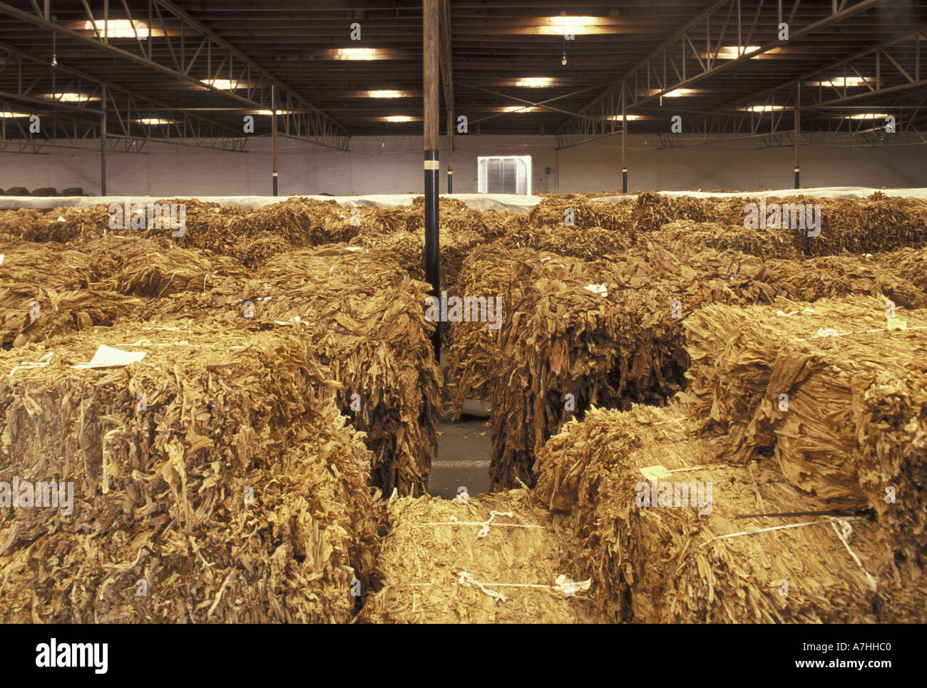 Burley tobacco hi-res stock photography and images - Alamy